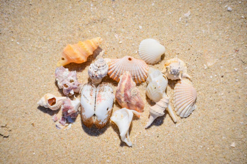 Pile of seashells stock photo. Image of seashells, golden - 32889360