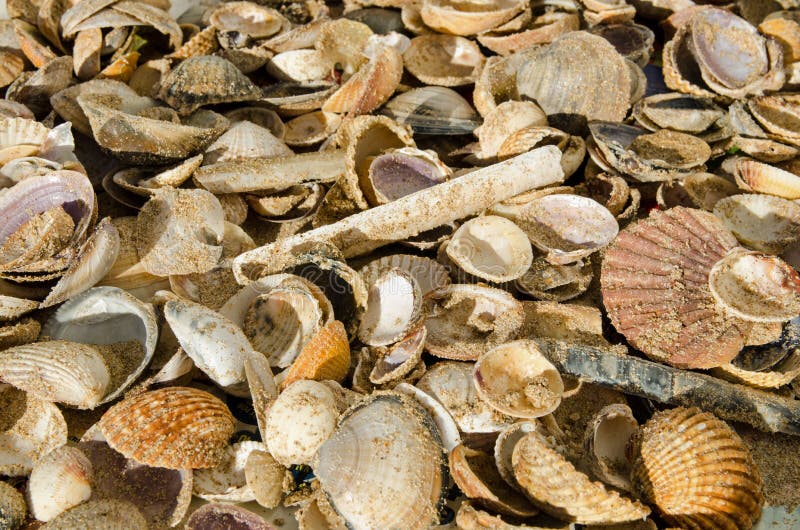 Pile of Seashells from a Sandy Beach Stock Image - Image of sealife ...