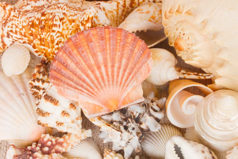 Pile of seashells stock image. Image of nature, white - 39361057