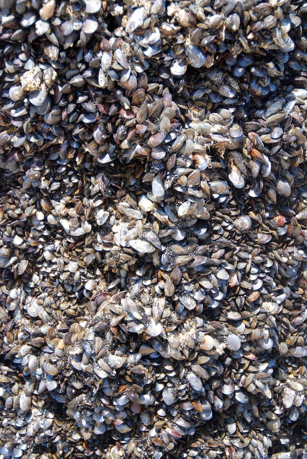 Pile of Sea Shells at Beach As Background Stock Image - Image of junks ...