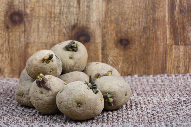 Old Wrinkled and Sprouting Russet Potatoes Stock Photo - Image of ...