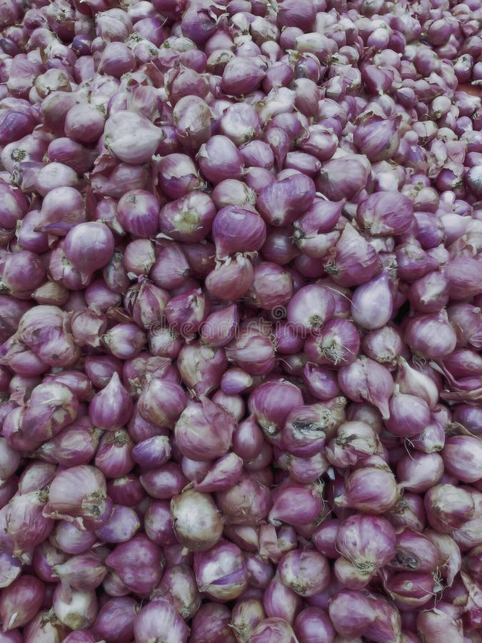 A Pile of Shallots is Being Dried Stock Image - Image of vegetable ...
