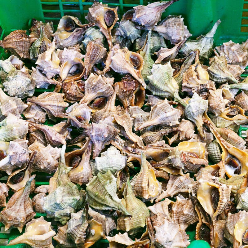 Pile of sharp snails stock photo. Image of health, cooking - 205855574
