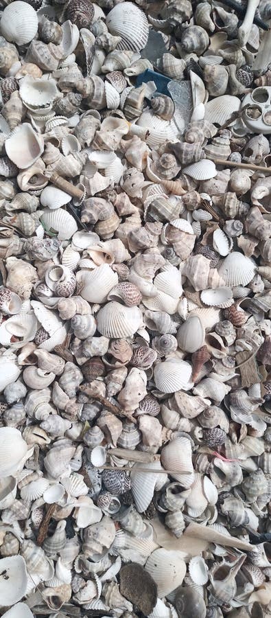 Pile of shell stock image. Image of shell, sand, rubble - 265726091