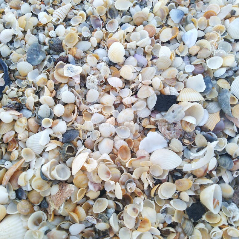 Pile of sea shells stock image. Image of colorful, shells - 15387041