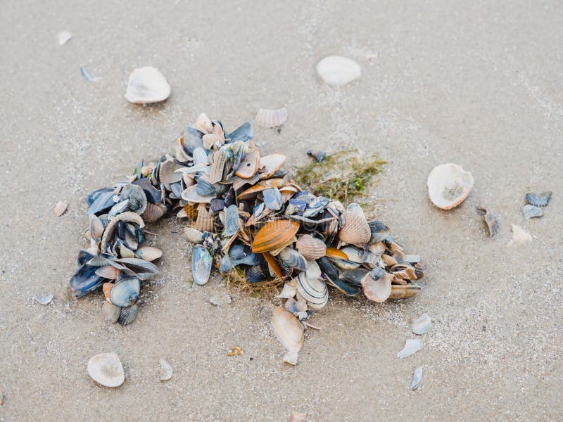 Pile of shells on beach stock photo. Image of nature - 37737504