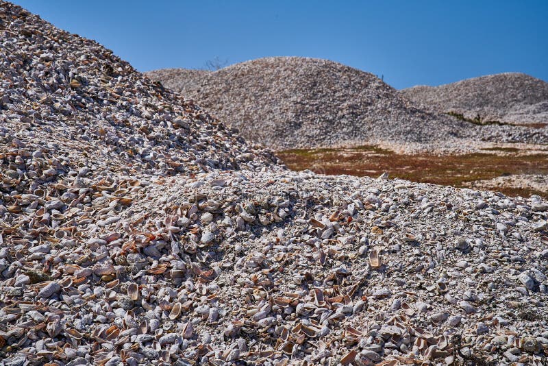 Pile of Shells at the Beach. Stock Image - Image of cockle, objects ...