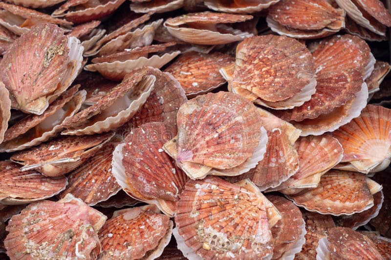 Pile of Shells with a Brownish Color. the Shells are Piled on Top of ...
