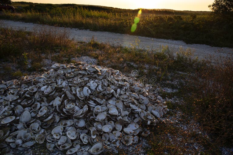 Pile of Shells on Cape Cod, Wellfleet Massachusetts Stock Image - Image ...