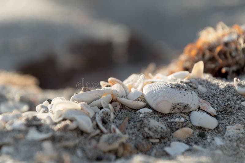 Pile of Shells at Caspersen Beach - 1 Stock Photo - Image of florida ...