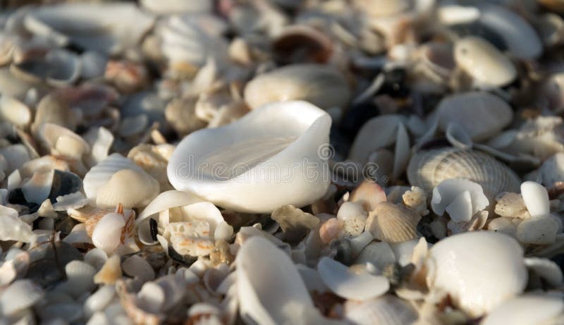 Pile of Shells at Caspersen Beach - 3 Stock Image - Image of sarasota ...