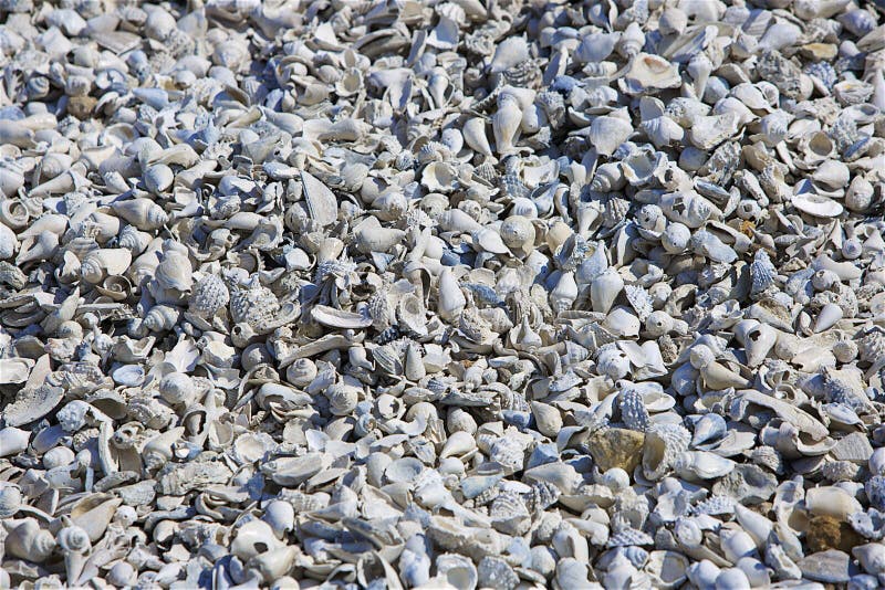 Pile of Shells stock image. Image of snails, white, scallops - 73140737