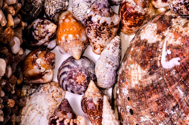 A Pile of Shells and a Large Shell with a White Spot on it Stock Image ...
