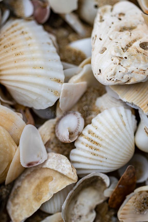 A Pile of Shells and Rocks on the Beach Stock Image - Image of ocean ...