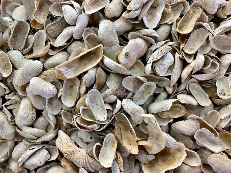 Pile of shells on beach stock photo. Image of nature - 37737504
