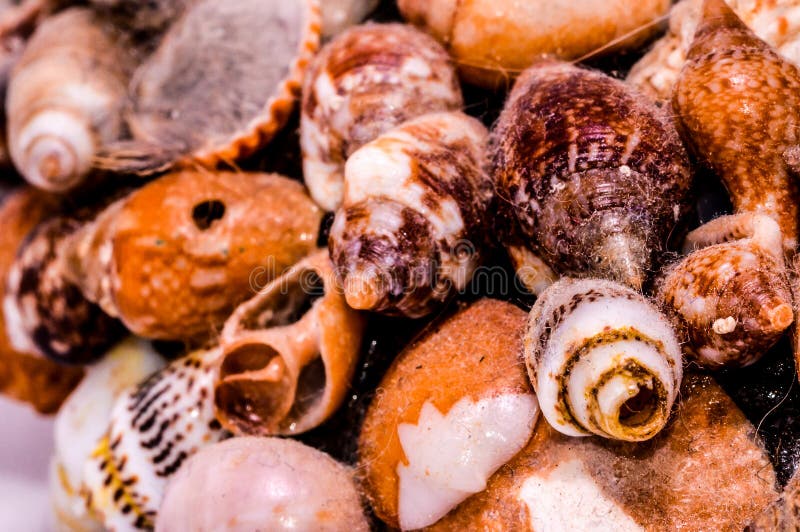 A Pile of Shells with Some of Them Being Brown and White Stock Photo ...