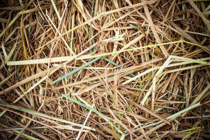 Pile of Straw or Hay stock image. Image of strands, pile - 29777061