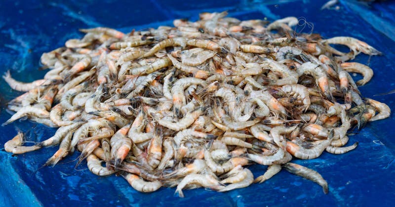 Pile Shrimp Blue Surface Stock Photos - Free & Royalty-Free Stock ...