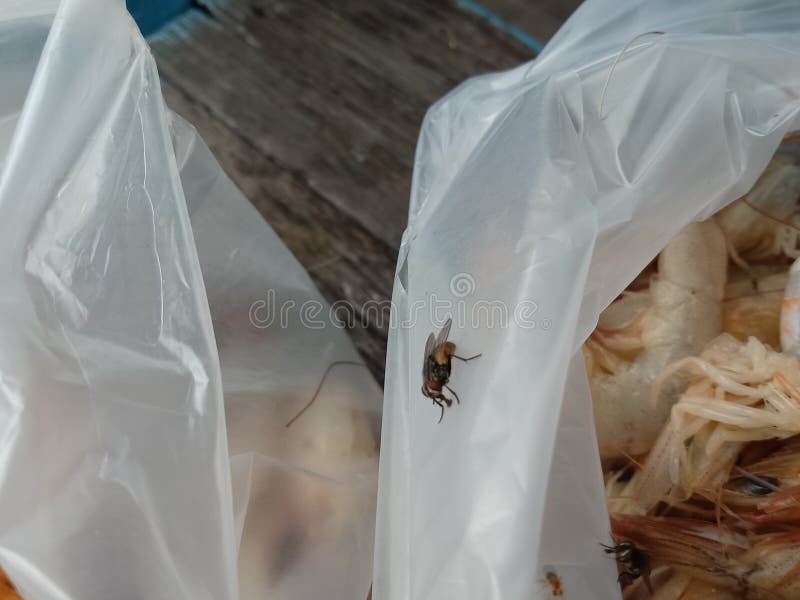 A Pile of Shrimp in a Plastic Stock Image - Image of cabbage, light ...