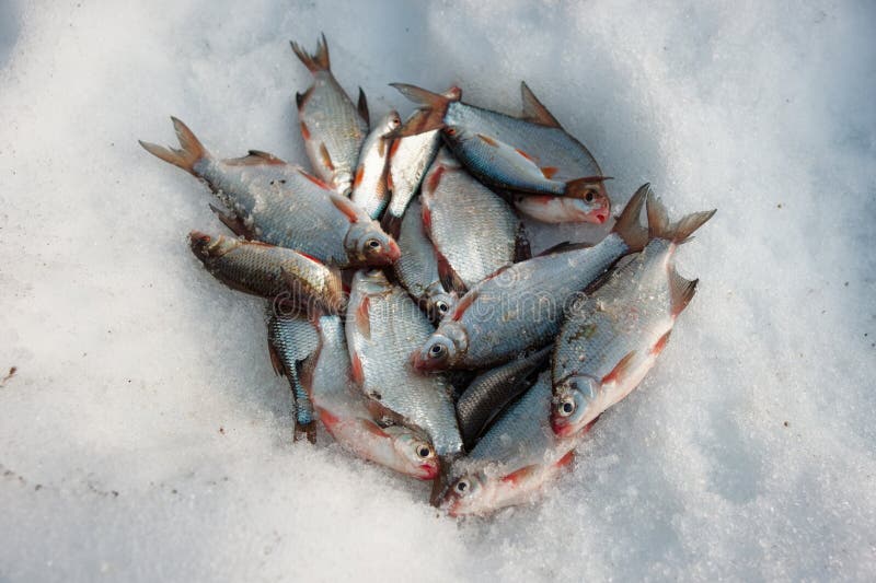 Pile of Silver Bream and Roach Fish, Float Fishing Catch Stock Photo ...