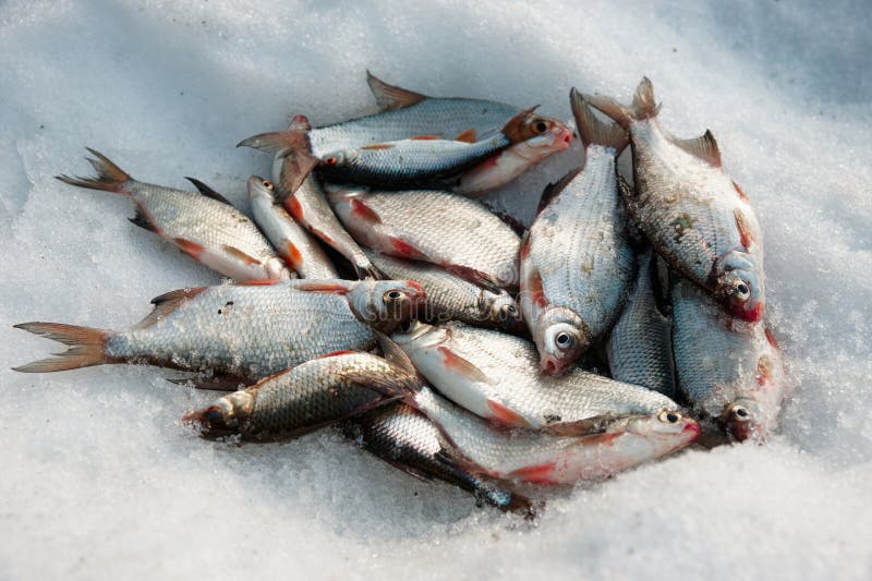 Pile of Silver Bream and Roach Fish, Float Fishing Catch Stock Photo ...