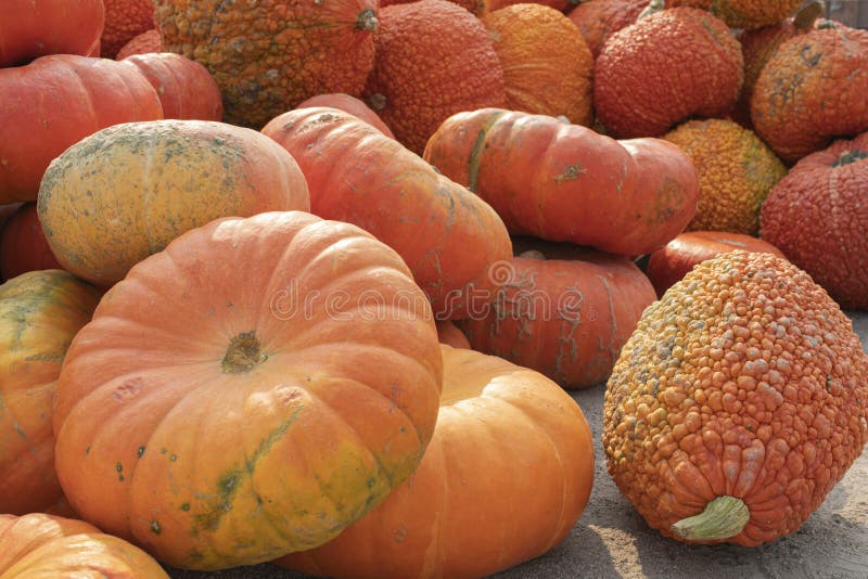 Pumpkins Field, Big and Small Pumpkins Stock Photo - Image of green ...
