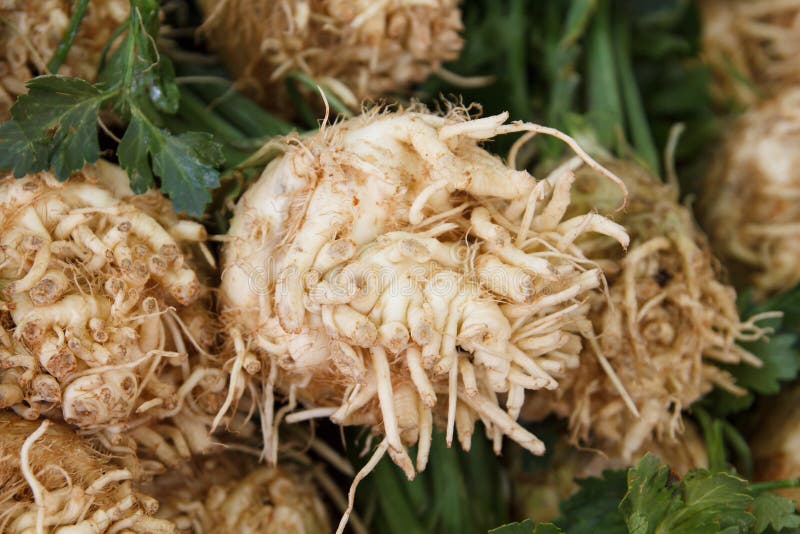 Pile of small celeriacs stock image. Image of celery - 42380849