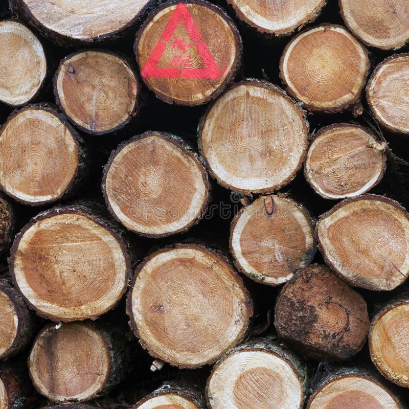 Pile of Small Cut Trunks of Spruce Tree Wood Stock Photo - Image of ...