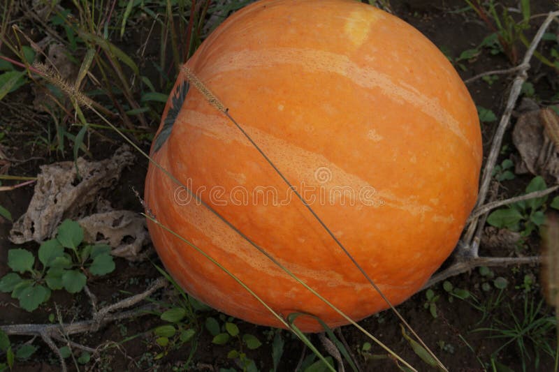 Pile of Small Cute Pumpkins at Pumpkin Patch Stock Image - Image of ...