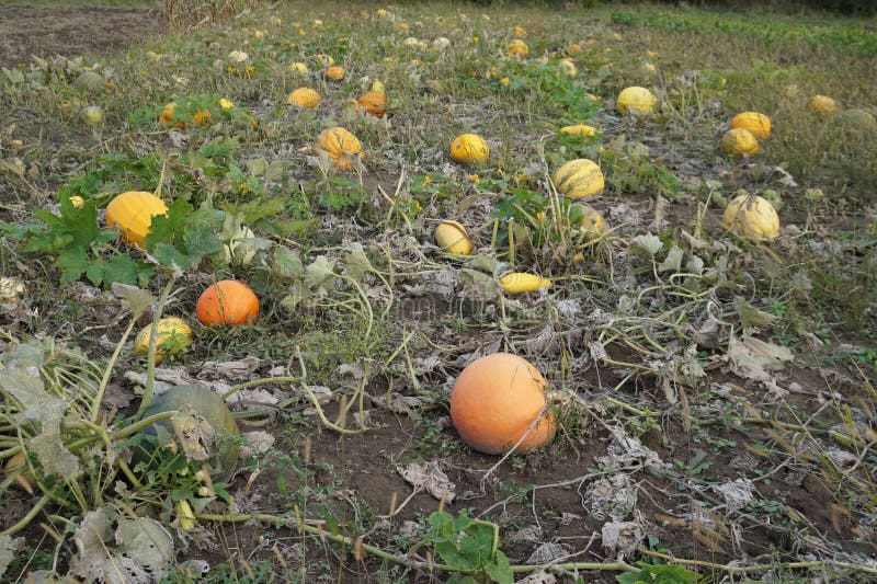 Pile of Small Cute Pumpkins at Pumpkin Patch Stock Photo - Image of ...