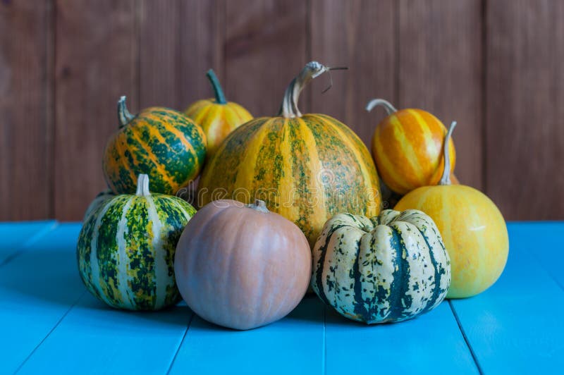 Pile of Small Cute Pumpkins at Pumpkin Patch Stock Image - Image of ...
