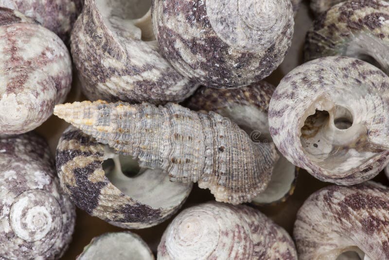 Pile of Small Shells Backdrop Stock Photo - Image of nature, tiny ...