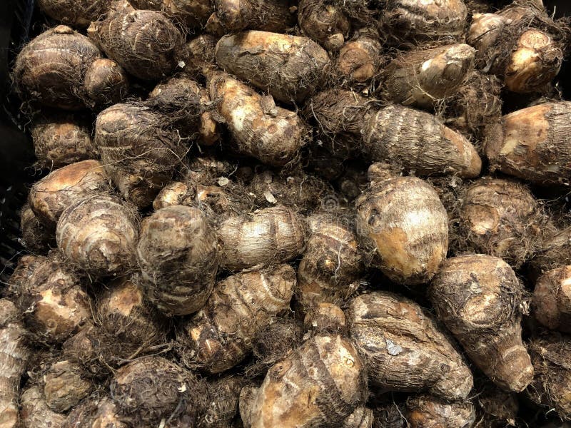 Small Taro Root Crops, Also Known As Gabi in the Philippines Stock ...