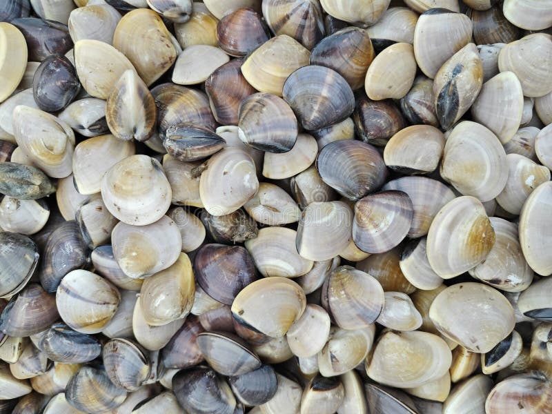 Pile of Smooth Shell Asaphis Violascens Clams for Sale on the Tray ...