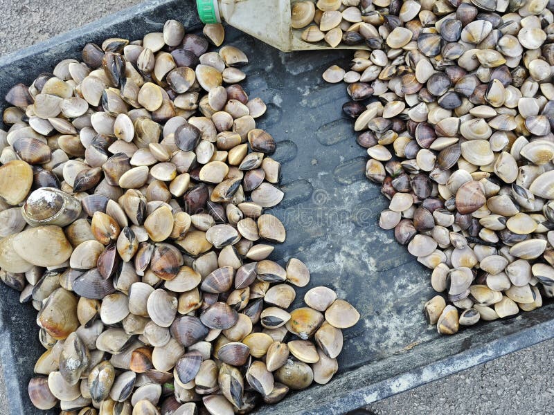 Pile of Smooth Shell Asaphis Violascens Clams for Sale on the Tray ...