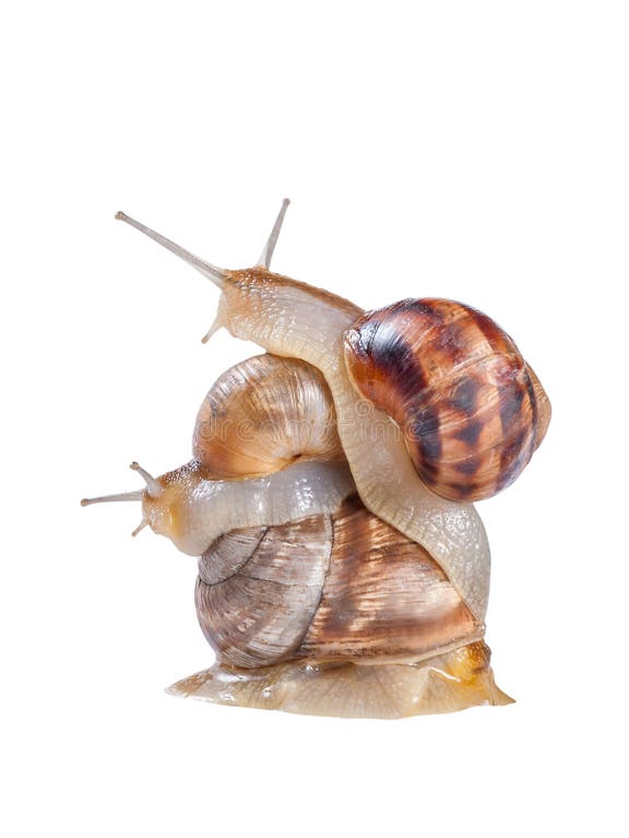 Pile of snails stock image. Image of gastronomy, french - 25791189