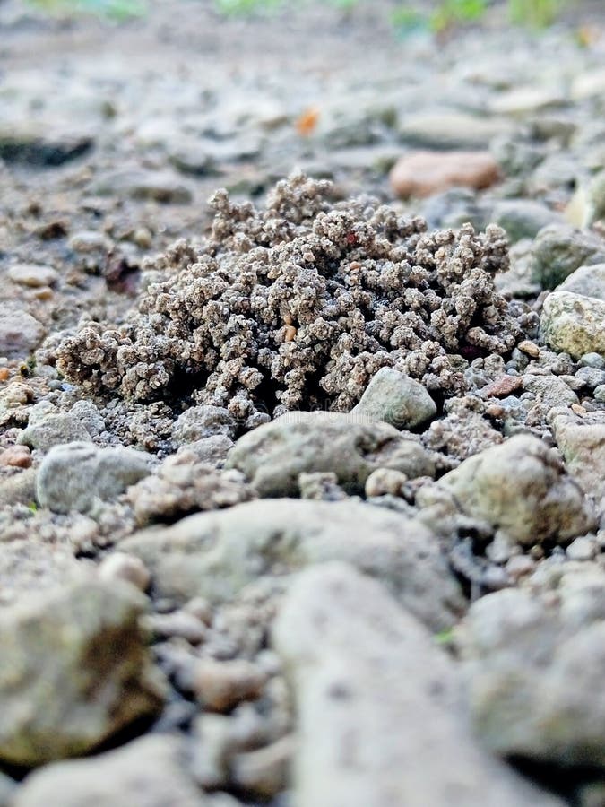 A Pile of Soil in the Yard that is Used As an Anthill Stock Photo ...