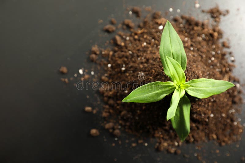 Pile of Soil with Young Seedling on Table, Top View. Space for Text ...