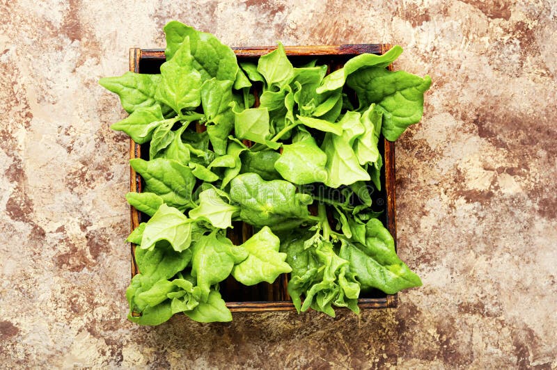 Bundle of fresh spinach stock photo. Image of greengrocery - 190209698