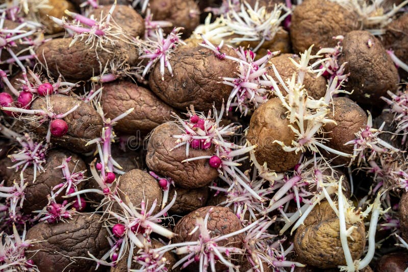 Pile of Sprouted Potatoes Ready for Planting Stock Image - Image of ...