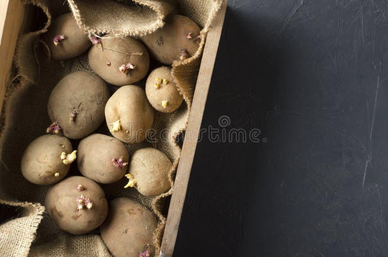 Pile of Sprouting Potatoes on the Sackcloth in the Wooden Box, Dark ...