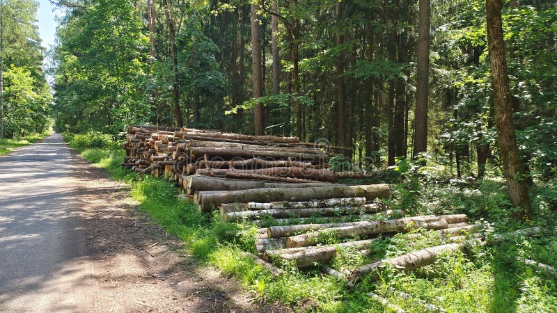 A Pile of Spruce, Pine and Birch Logs Intended for Industrial ...