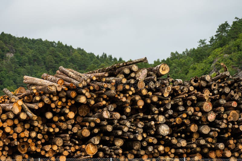Pile of Stacked Tree Logs in Front of a Forest - the Concept of Climate ...