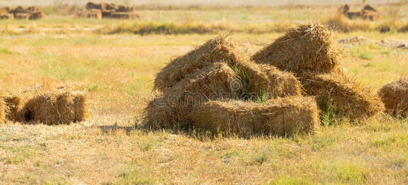 Pile of straw stock image. Image of prairie, grow, background - 20870591