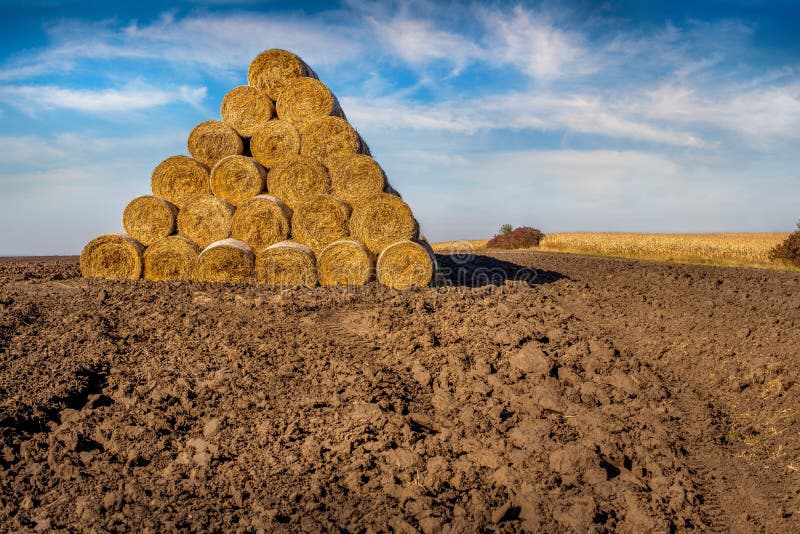 Straw Bales in the Shape of a Pyramid, Stacked in a Plowed Field Stock ...