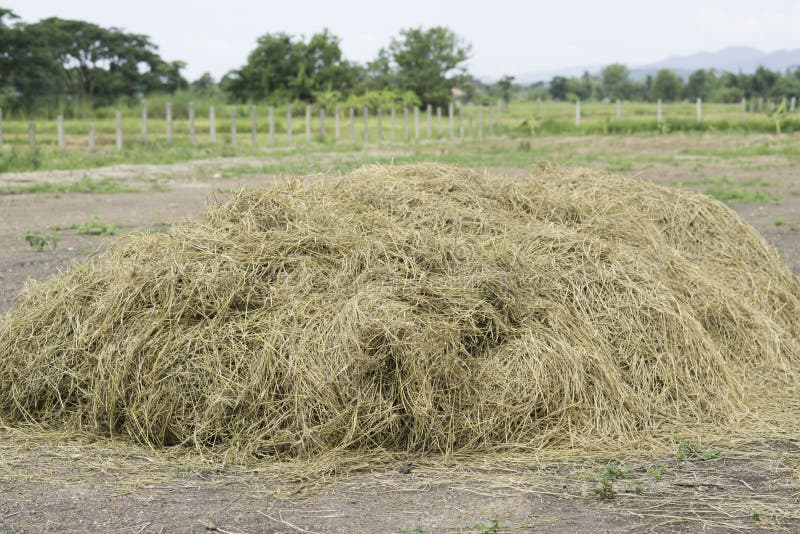 Big Pile of Straw stock image. Image of farming, crop - 18688709