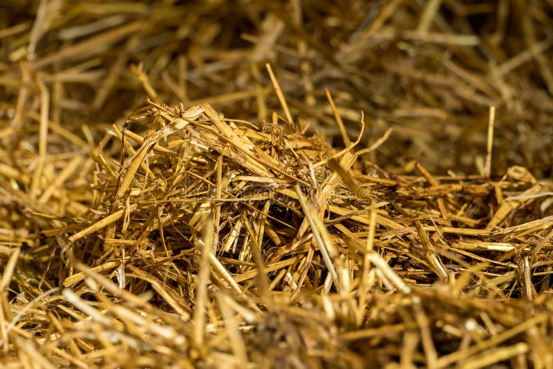 A Pile of Straw in the Stable Stock Image - Image of grain, autumn ...