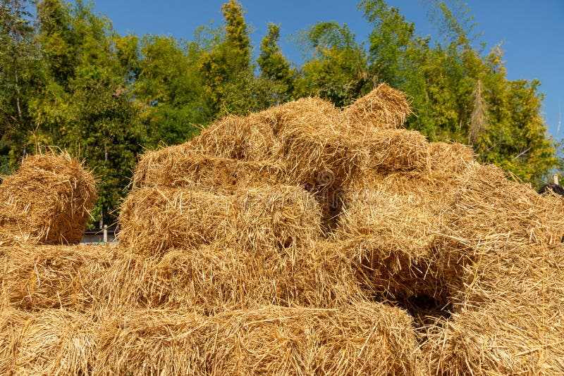 Big Pile of Straw stock image. Image of grass, cereal - 18688753