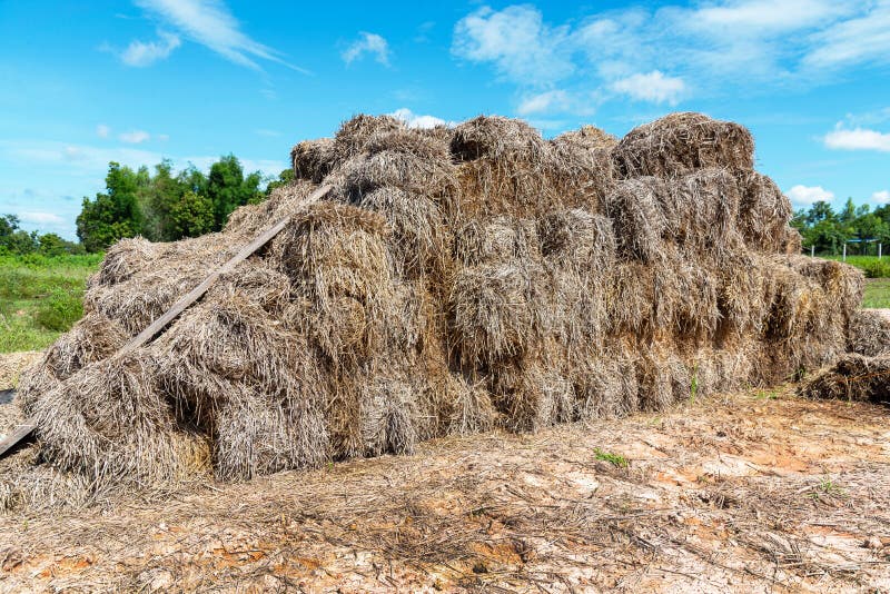 Straw stack stock photo. Image of landscape, golden, horizon - 21104588