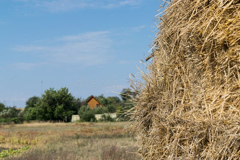 Big Pile of Straw stock image. Image of farming, crop - 18688709